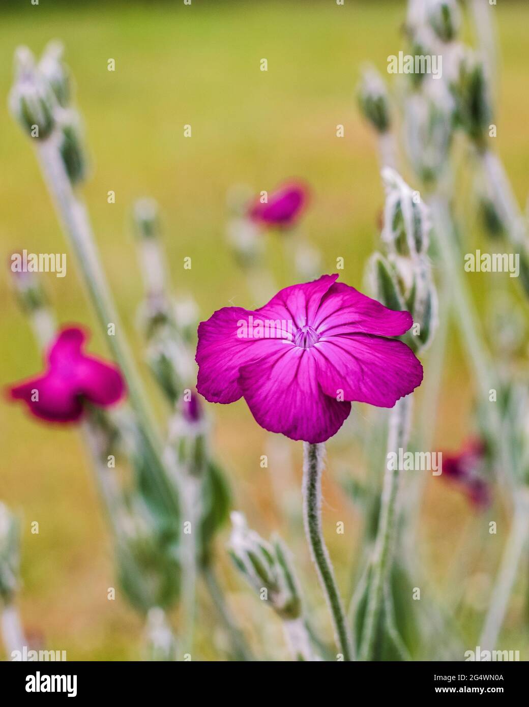 Rose campion pink flower hi-res stock photography and images - Alamy