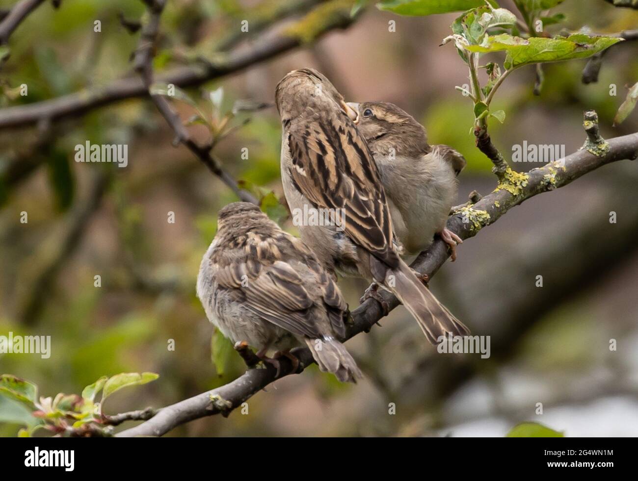 Sparrows on a branch of a blooming tree Stock Photo - Alamy