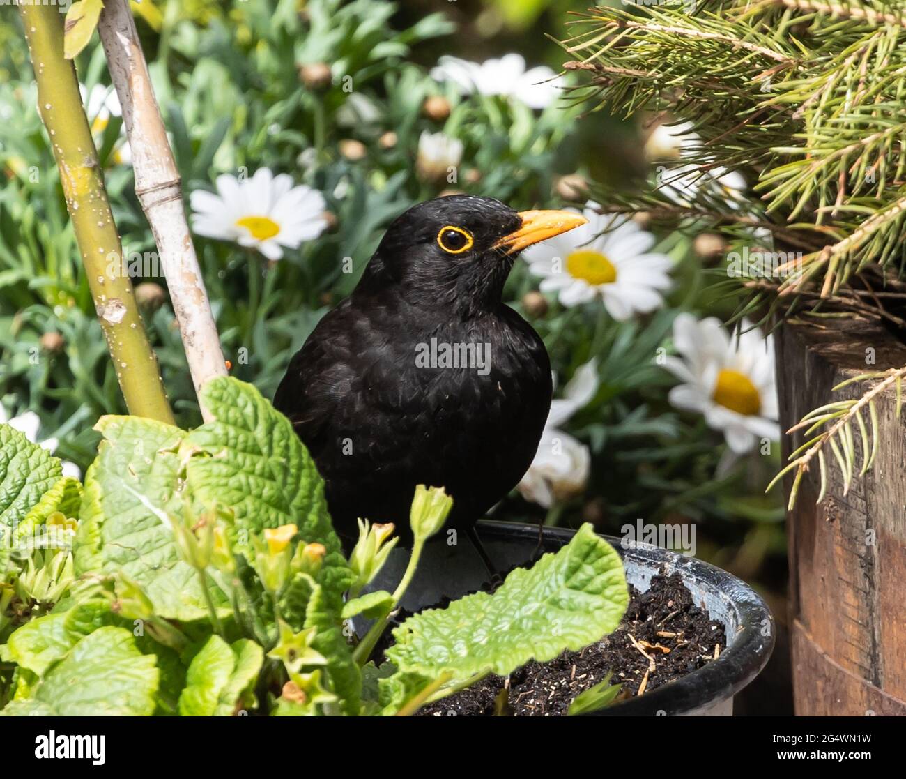 Blackbird and flowers hi-res stock photography and images - Alamy
