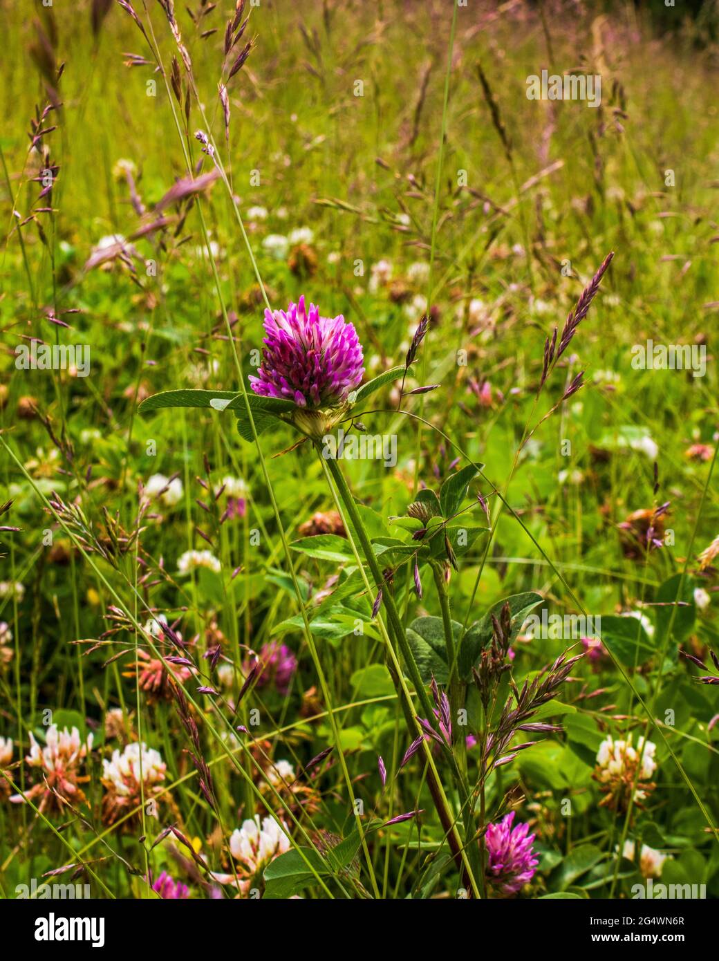 Purple flowers in nature hi-res stock photography and images - Alamy