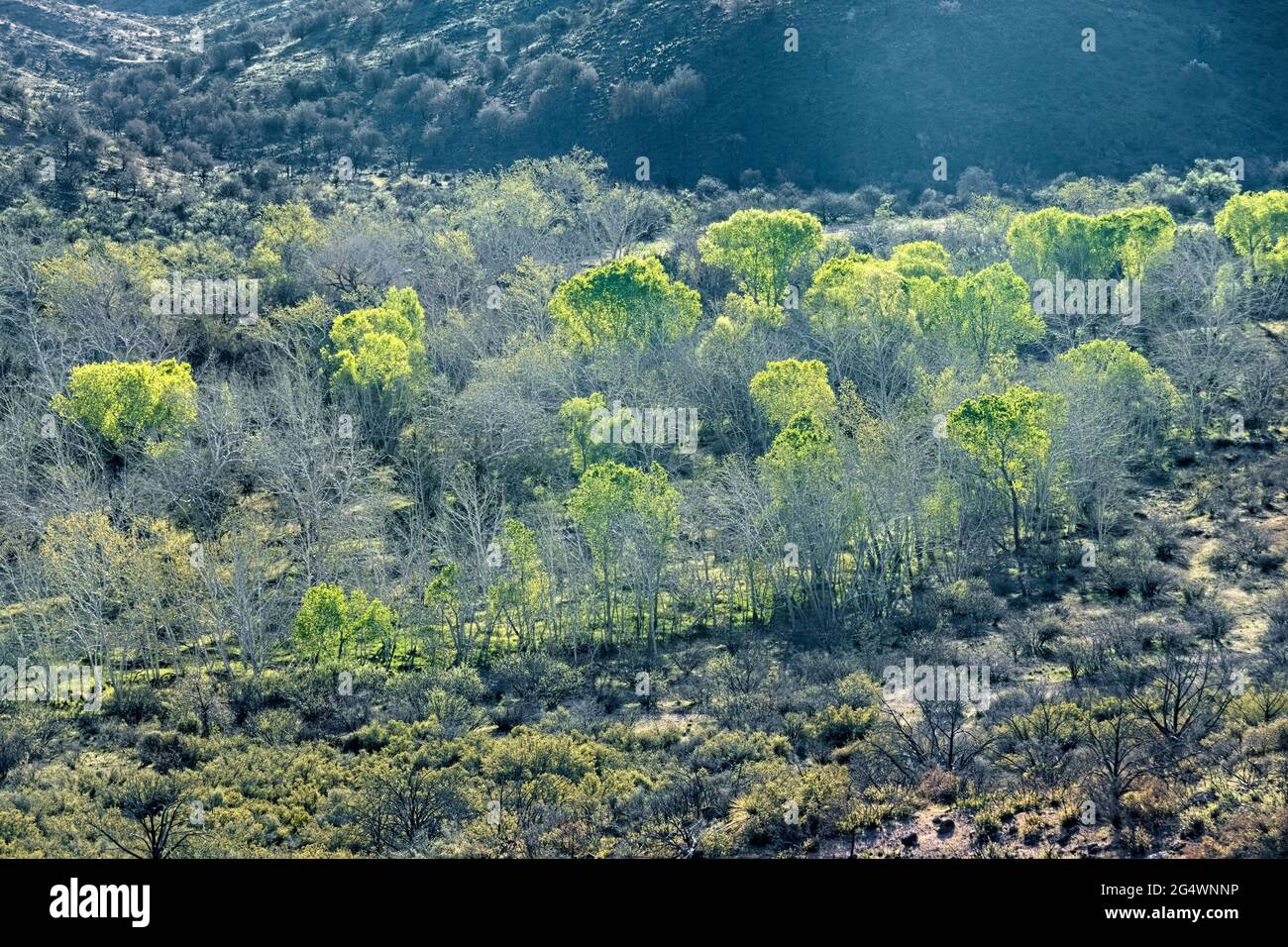 Fresh spring greenery along Sycamore Creek, Arizona Trail, Arizona, U.S ...