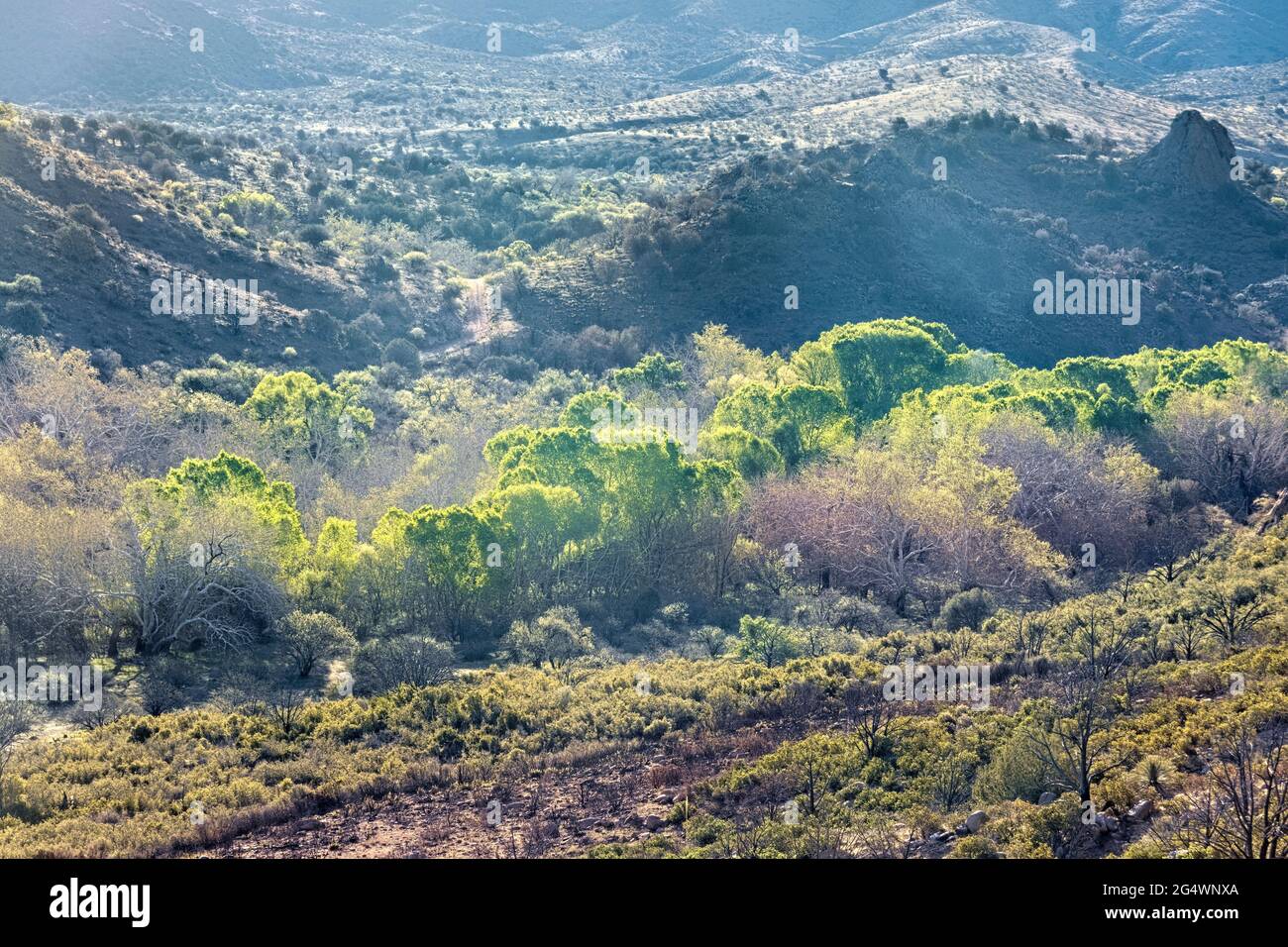 Sycamore tree arizona hi-res stock photography and images - Alamy