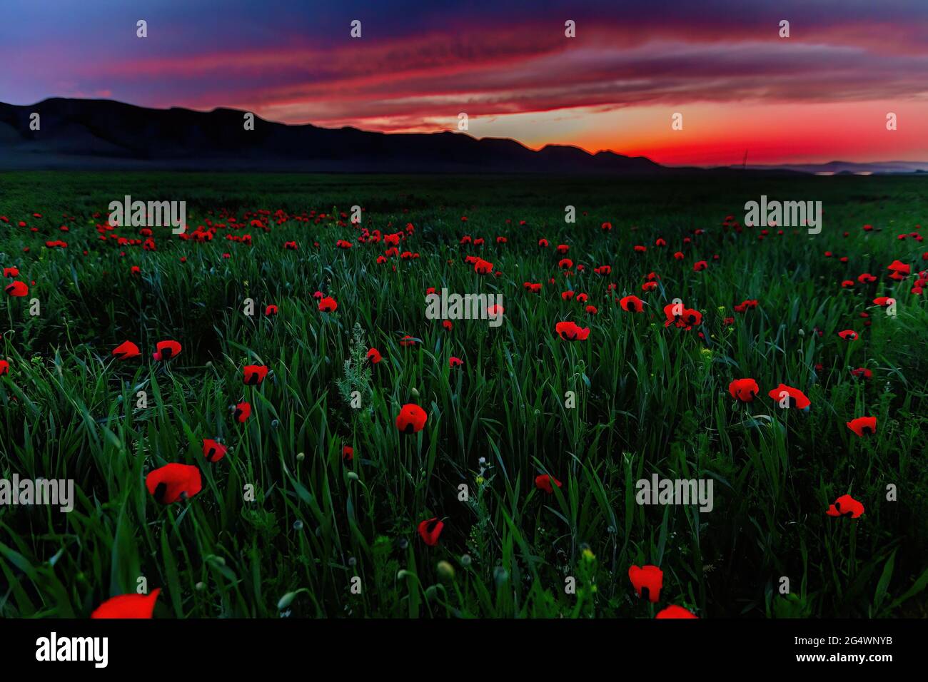 Beautiful red poppies sunset hi-res stock photography and images - Alamy