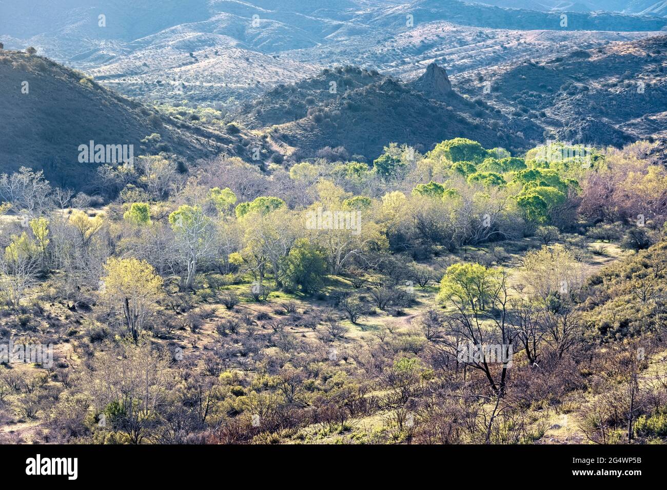 Fresh spring greenery along Sycamore Creek, Arizona Trail, Arizona, U.S ...