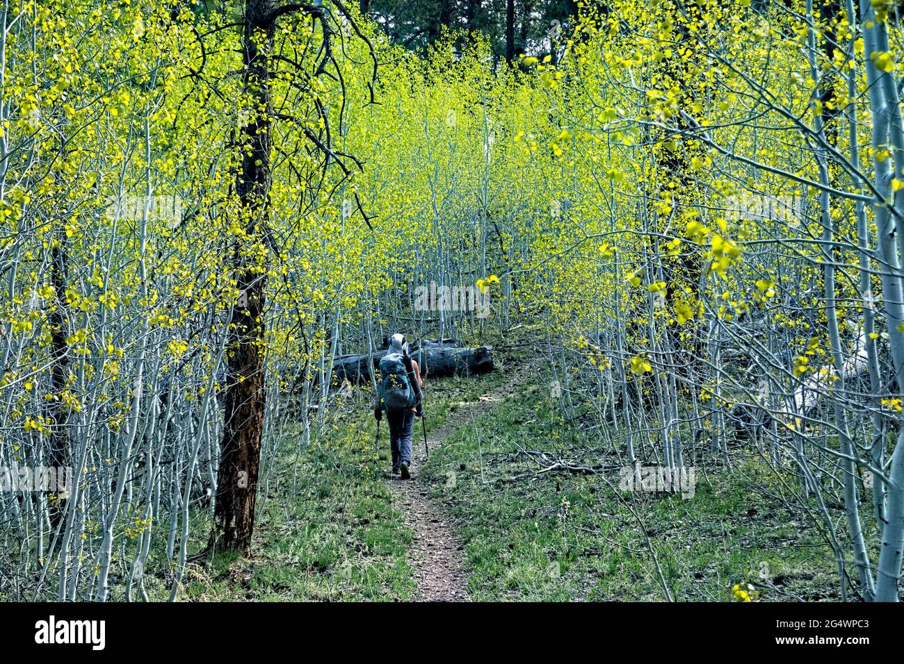 Forested plateau hi-res stock photography and images - Alamy