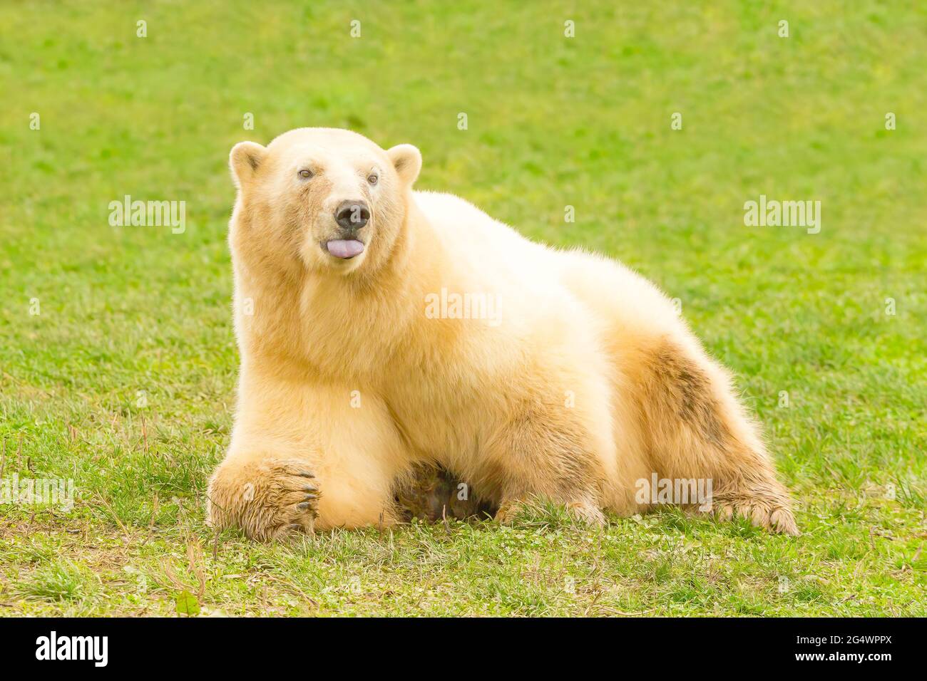 Yellow Polar Bear