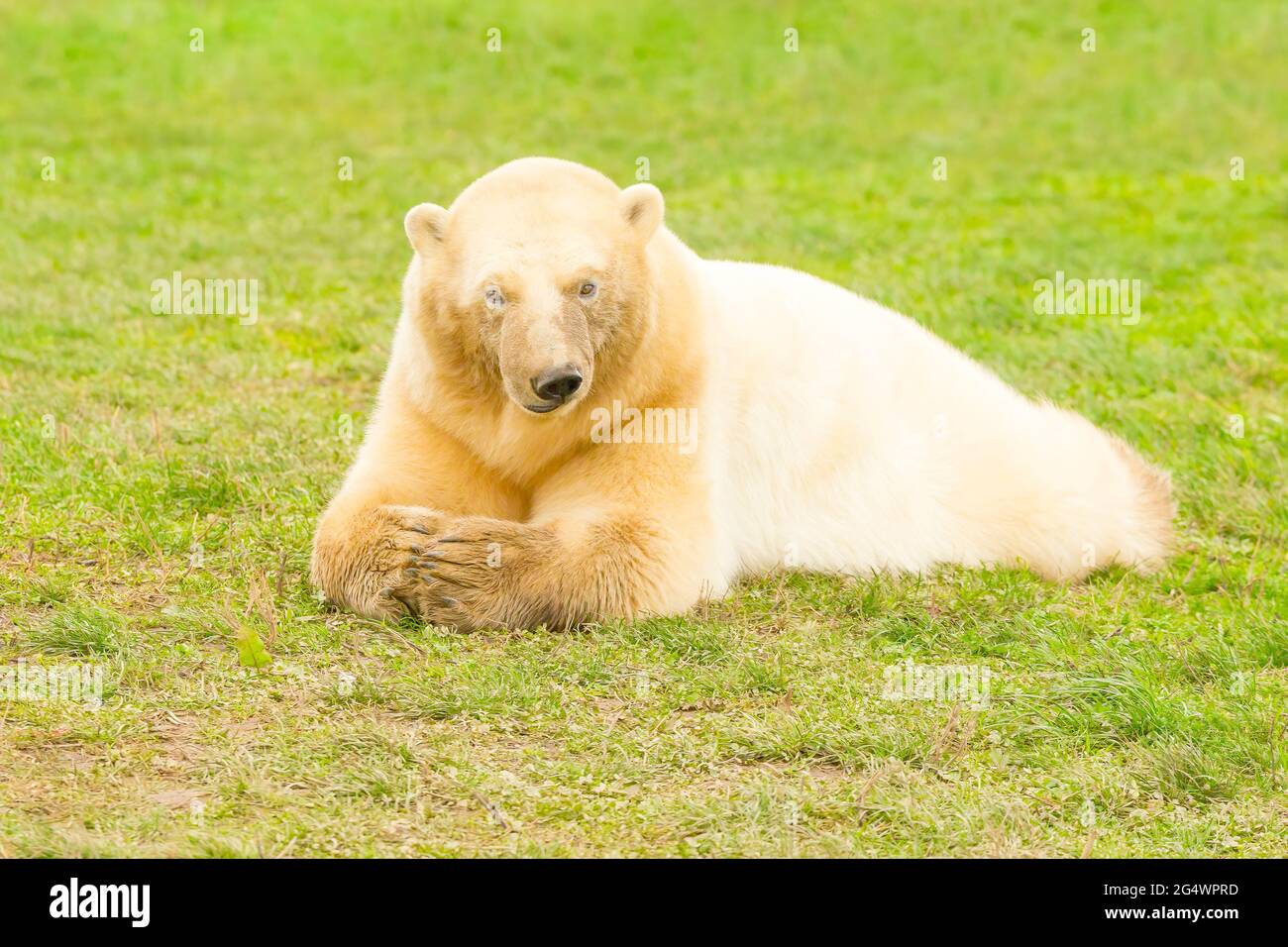Polar Bear (Ursus maritimus) Polar Bear Lying Down on Grass with Paws ...