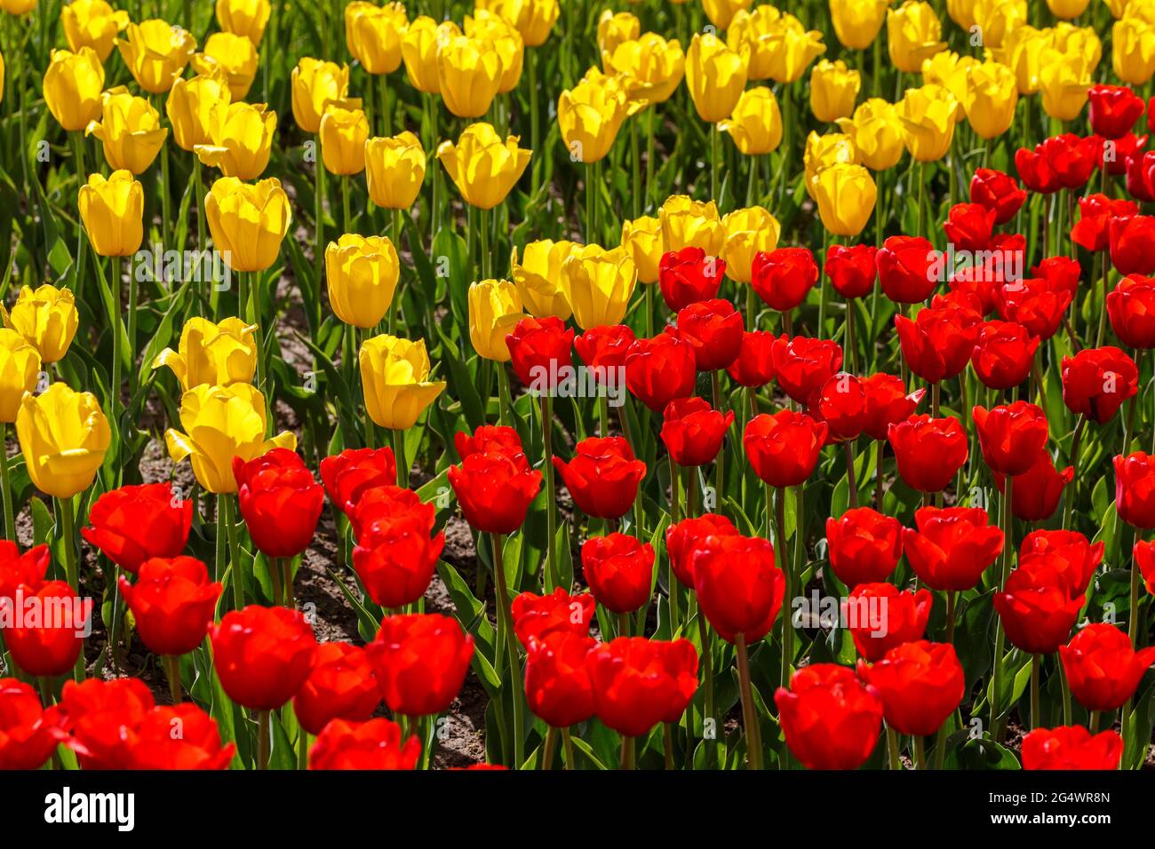 Separation petal yellow hi-res stock photography and images - Alamy