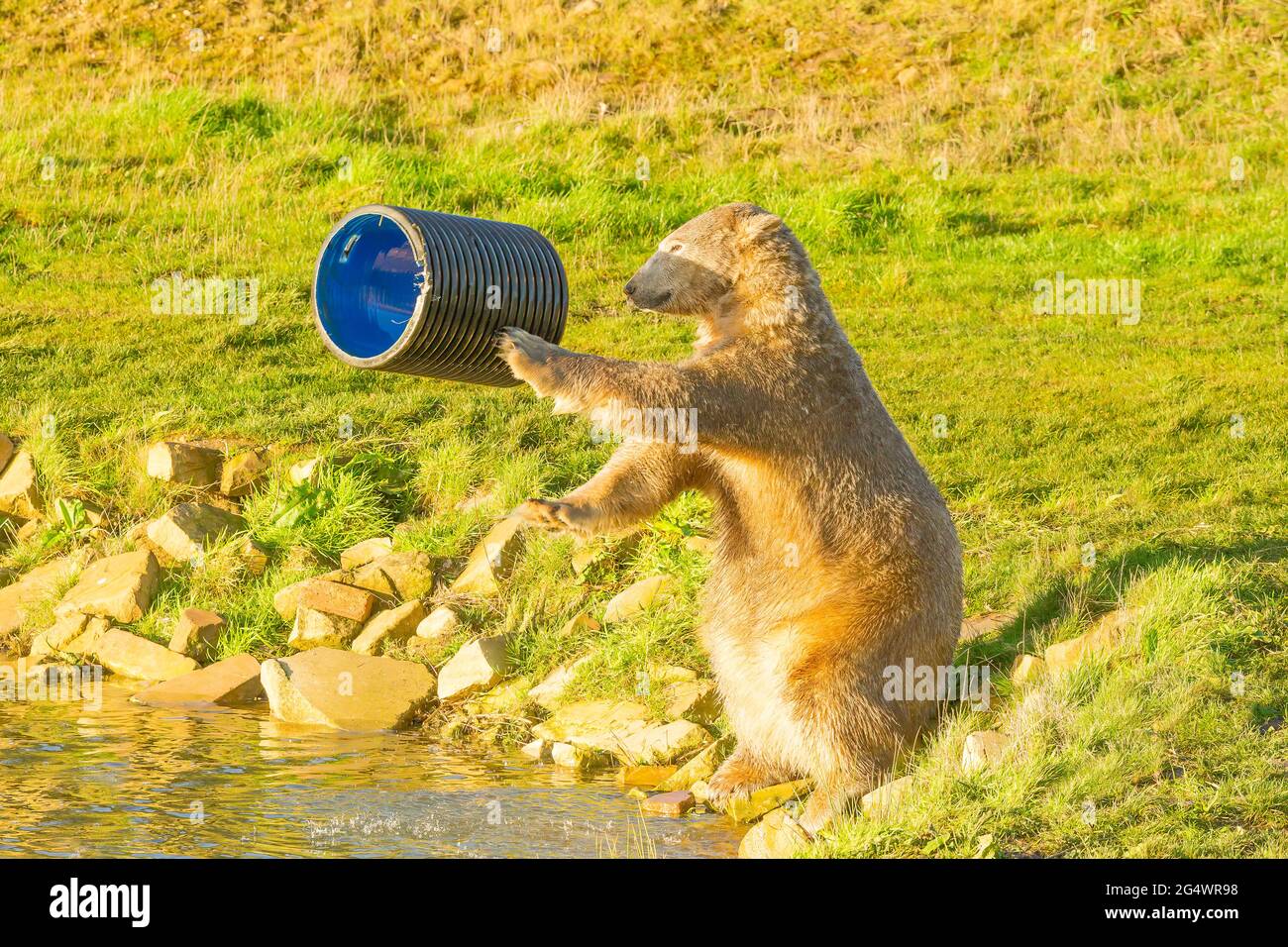 Polar Bear (Ursus maritimus) Polar Bear throwing a Plastic Pipe ...