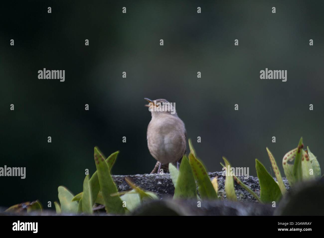 Closeup shot of a house wren bird on a blurred background Stock Photo ...