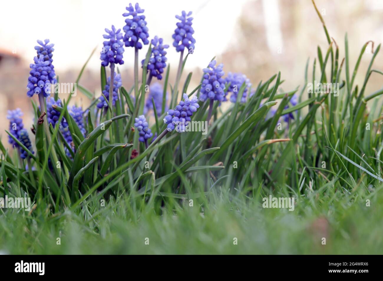 Traubenhyazinthen (Muscari sp) auf dem Rasen im Garten Stock Photo - Alamy