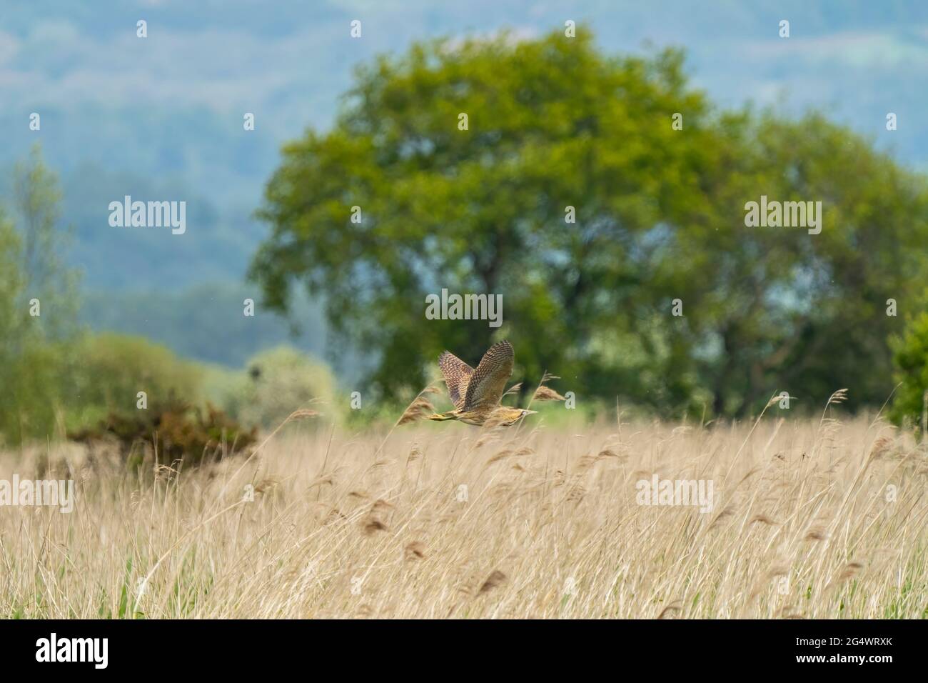 Bitterns ham wall hi-res stock photography and images - Alamy