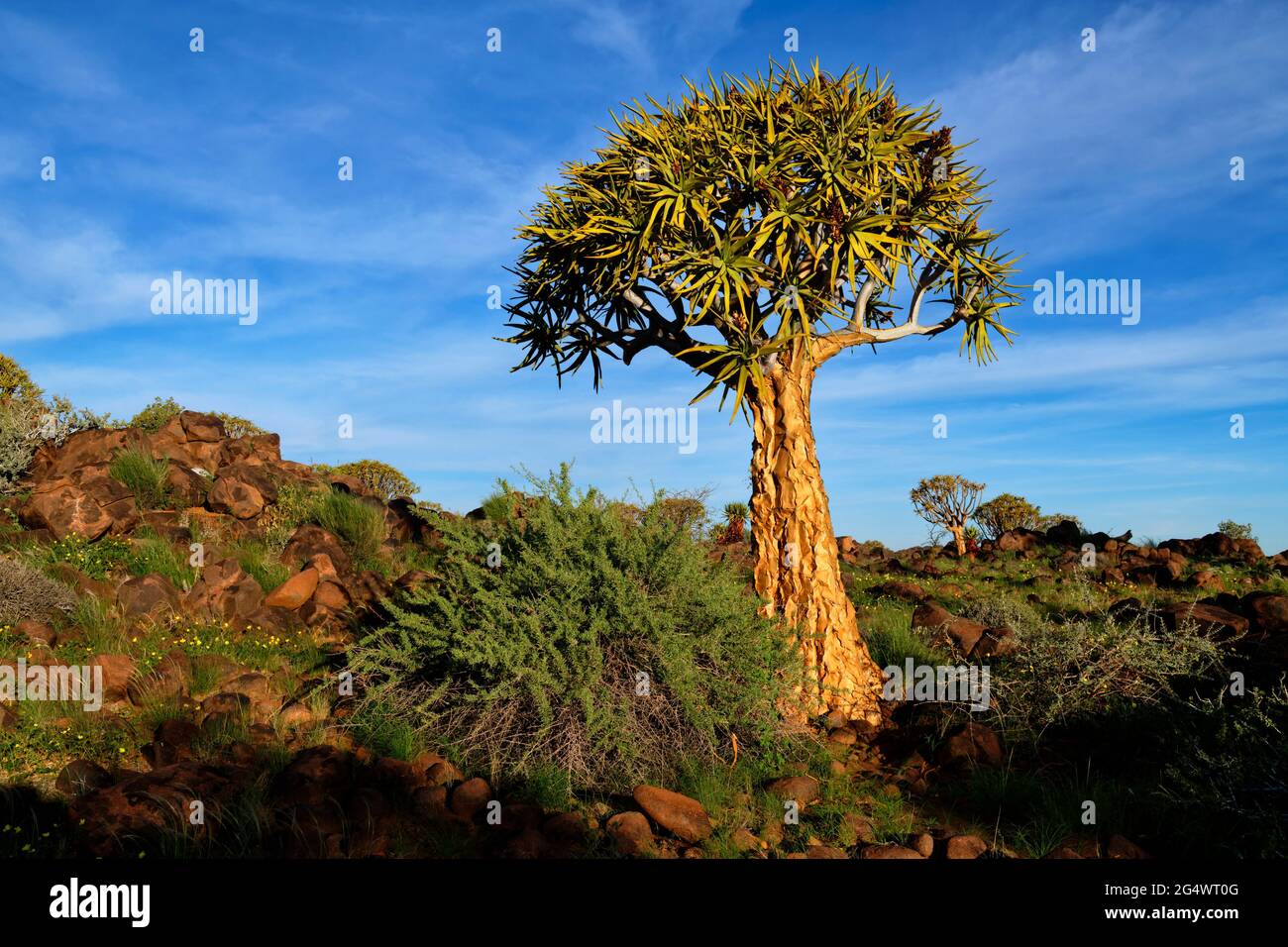 Quiver Tree Forest on Farm Gariganus east of Keetmanshoop: quiver tree ...