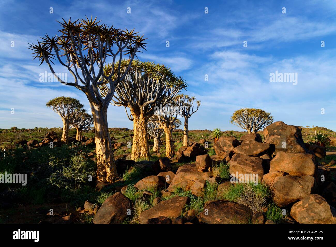 Quiver Tree Forest on Farm Gariganus east of Keetmanshoop: quiver trees ...