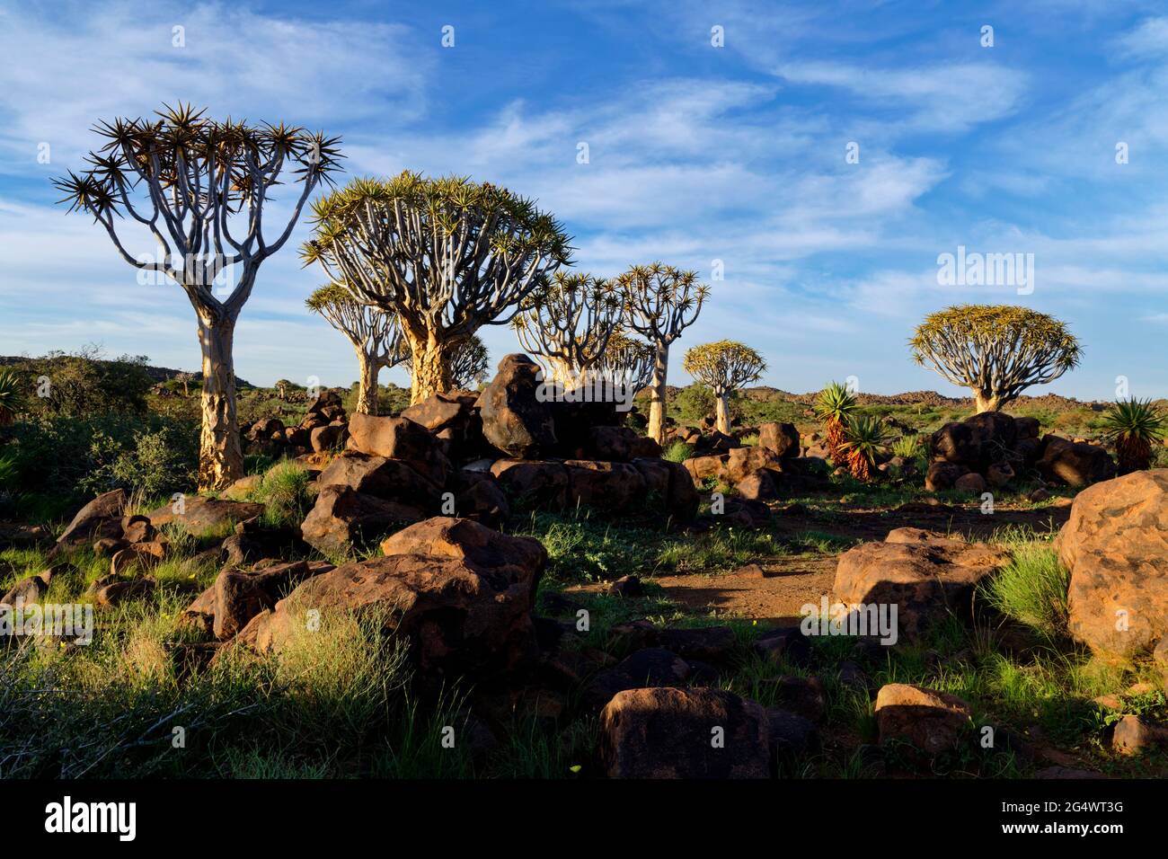 Quiver Tree Forest on Farm Gariganus east of Keetmanshoop: quiver trees ...