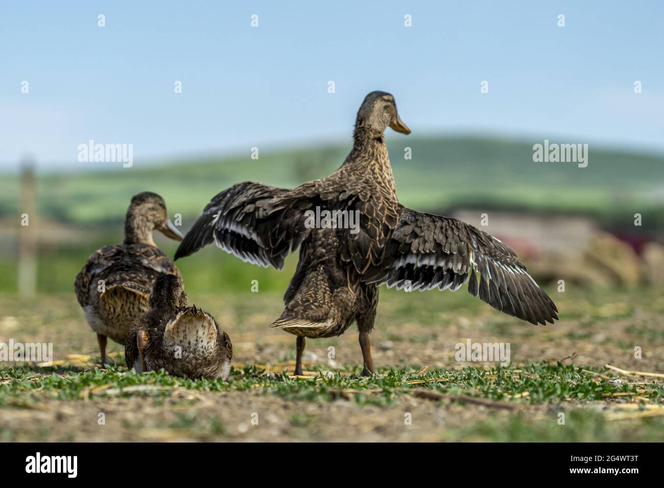 Selective focus shot of a funny duck waving its wings next to two ...