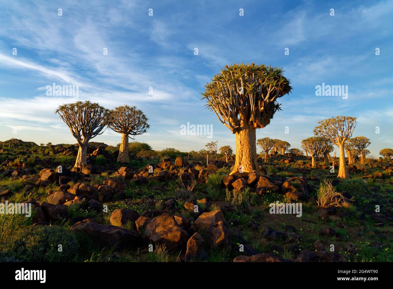 Quiver Tree Forest on Farm Gariganus east of Keetmanshoop: quiver trees ...