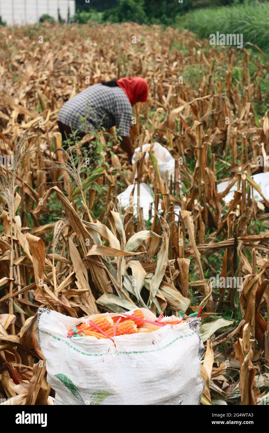 Female farmer picking corn on the field during harvesting Stock Photo ...