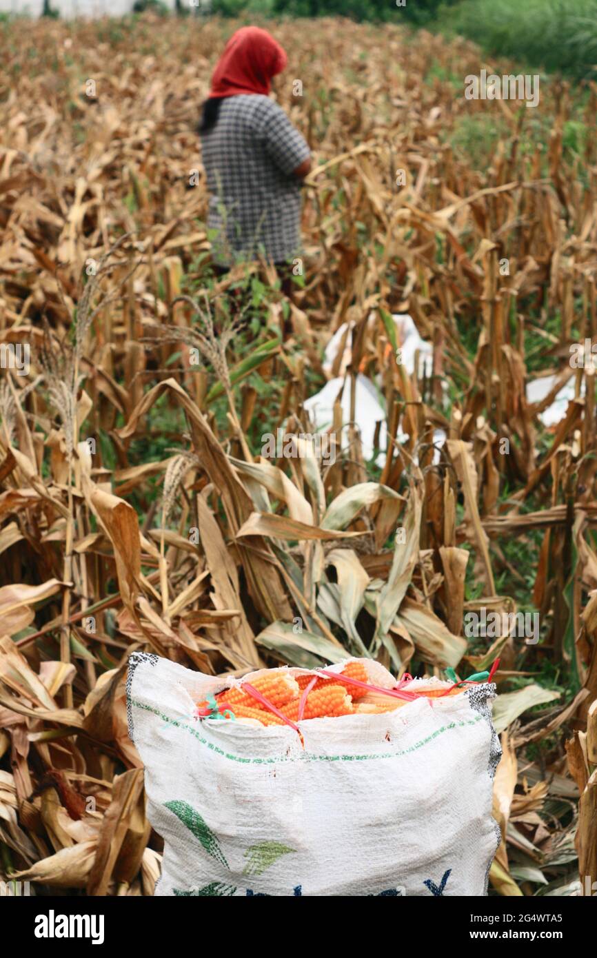 Female farmer picking corn on the field during harvesting Stock Photo ...