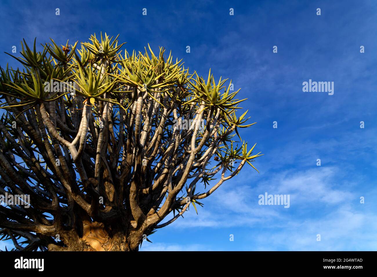 Quiver Tree Forest on Farm Gariganus east of Keetmanshoop: crown of ...