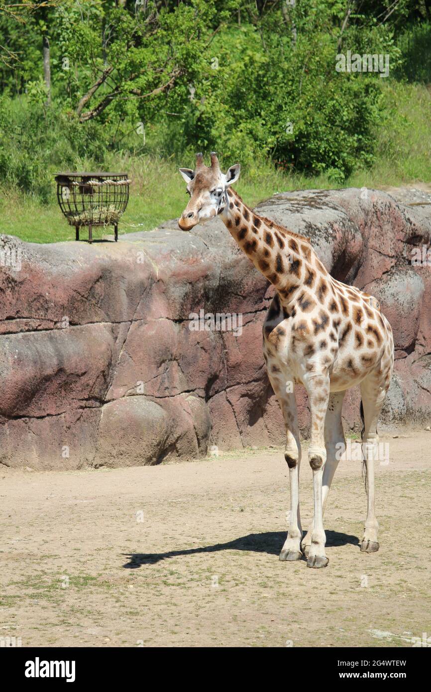 Vertical shot of a giraffe in the zoo Stock Photo - Alamy