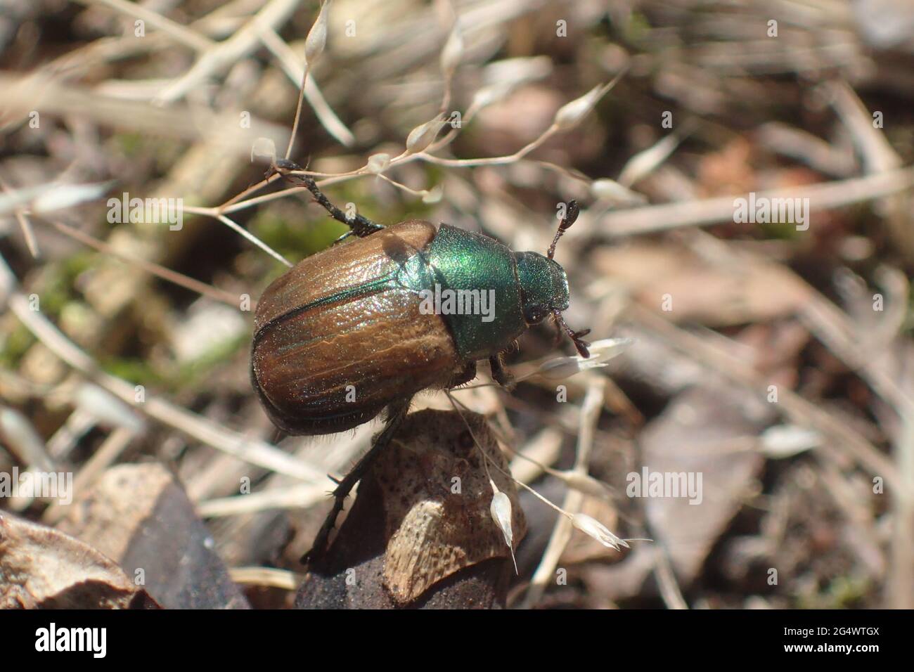 Japanese beetle fly hi-res stock photography and images - Alamy