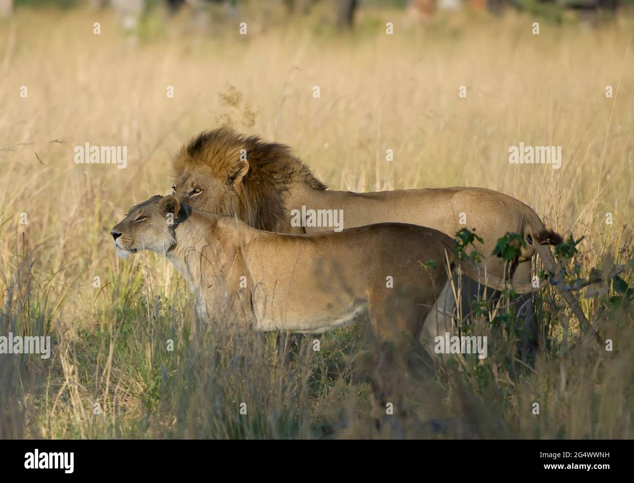 Líos hi-res stock photography and images - Alamy