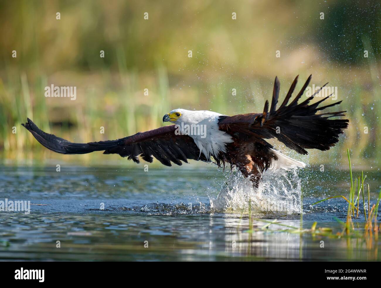 An african Fish eagle diving, trying to catch a fish Stock Photo - Alamy