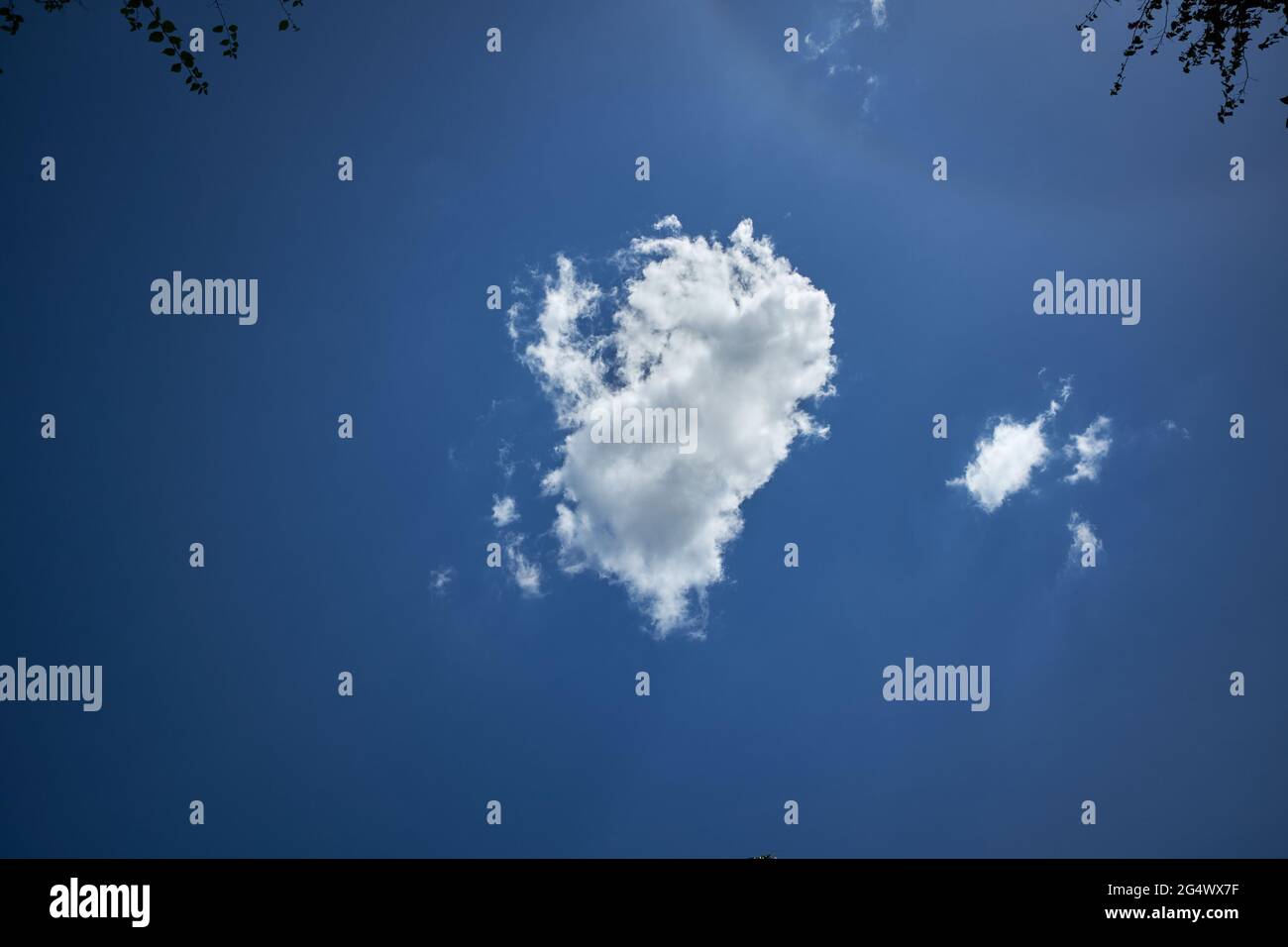 Small white cloud puff against a blue sky with silhouette of leaves ...