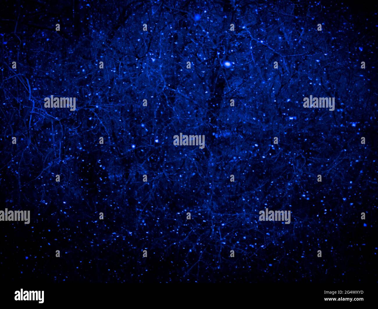 Shiny snow on plants at night Stock Photo - Alamy