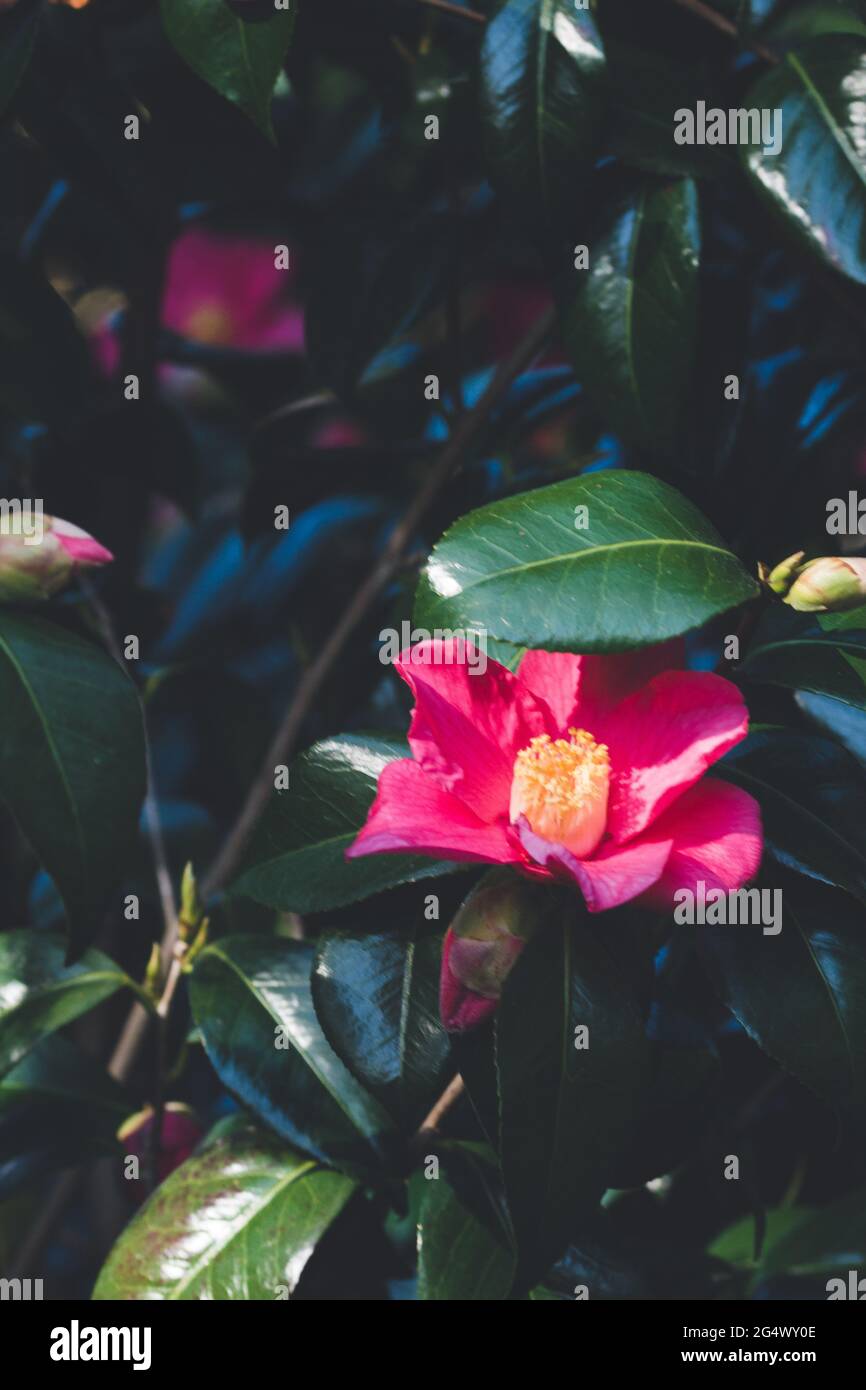 Closeup shot of a pink Sasanqua Camellia flower grown in the garden ...