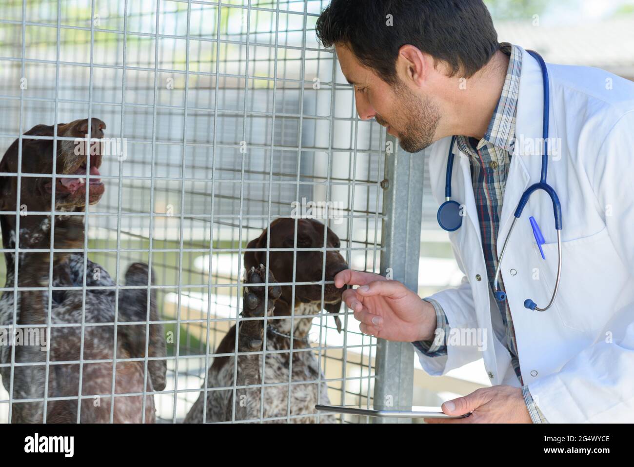 vet checking dog in cages Stock Photo - Alamy