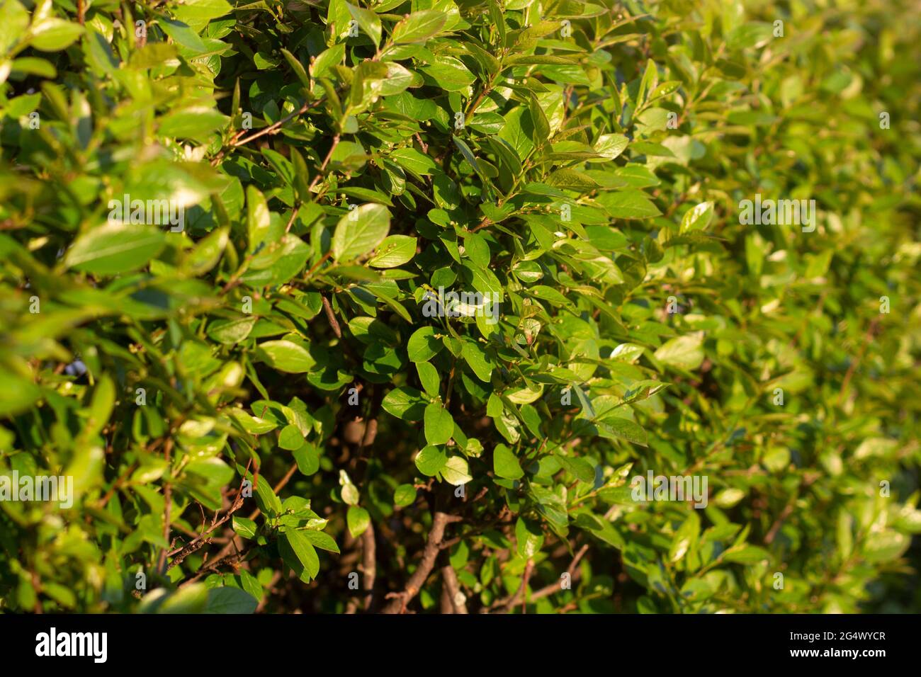 Green background. Bushes in the garden. Texture from plants Stock Photo ...