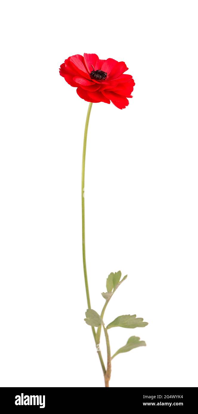 Red ranunculus asiaticus flower isolated on white background. Persian ...