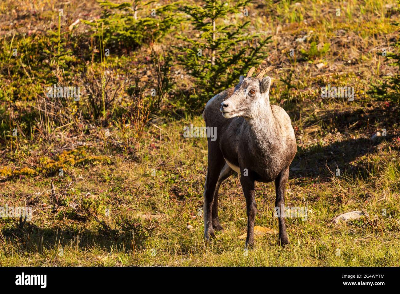 Stone Sheep (Ovis dalli stonei) along the Alaska Highway in Stone ...