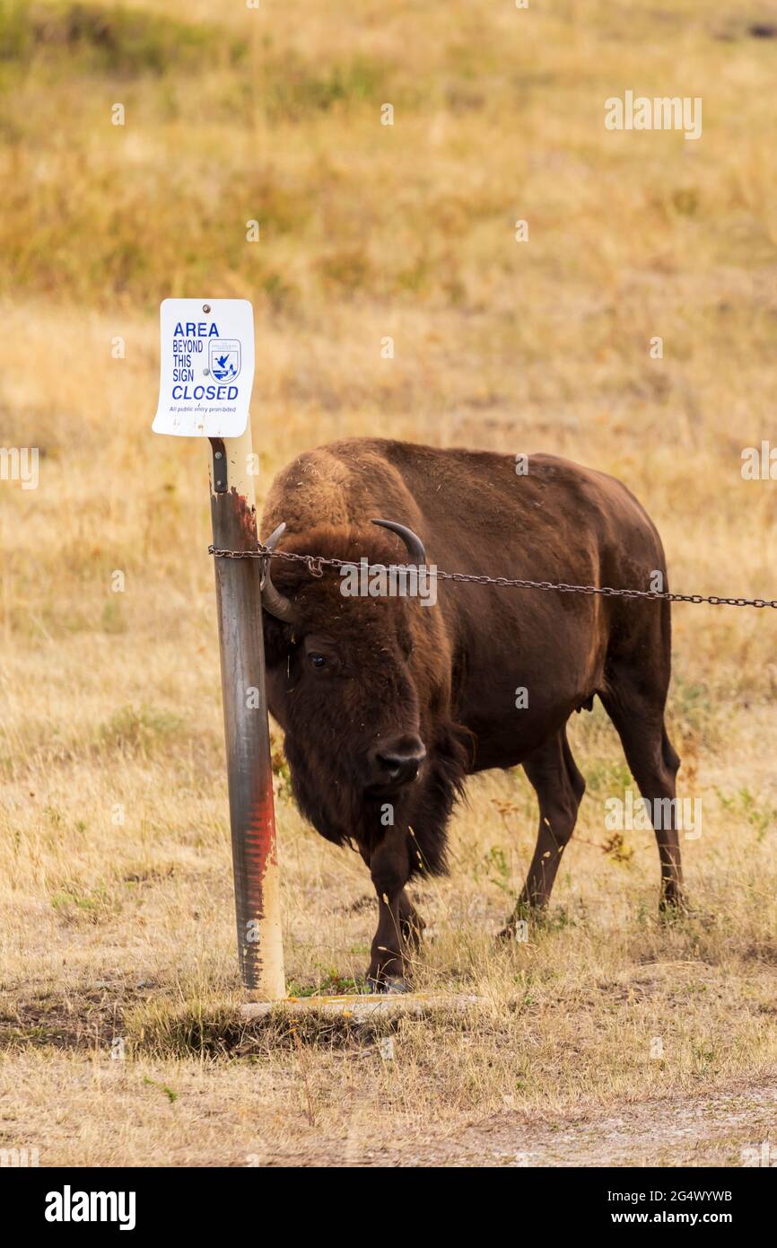 Bison (Bison bison) scratching on an area closed sign in National Bison ...