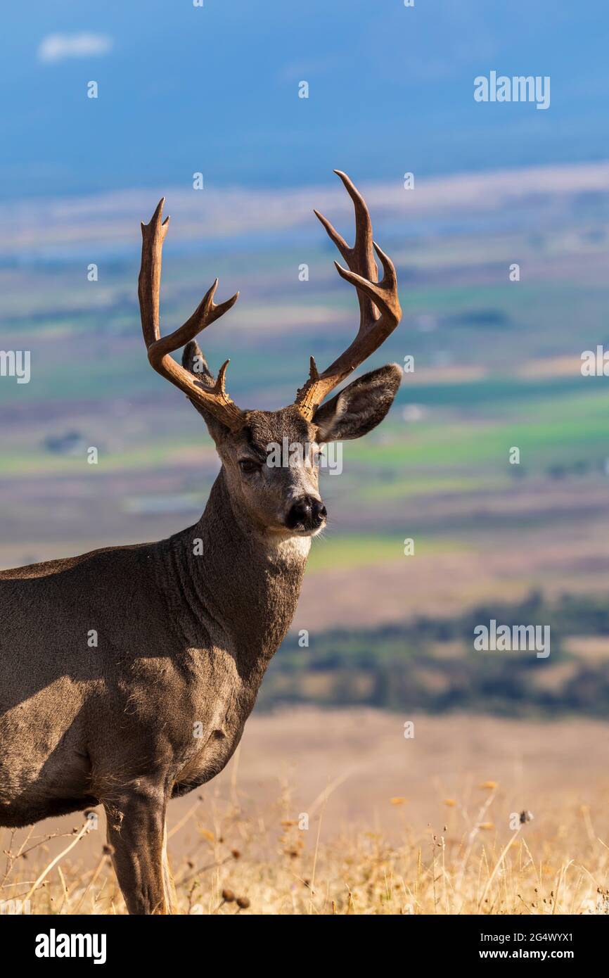 Mule Deer (Odocoileus hemionus) buck in National Bison Range, Montana ...