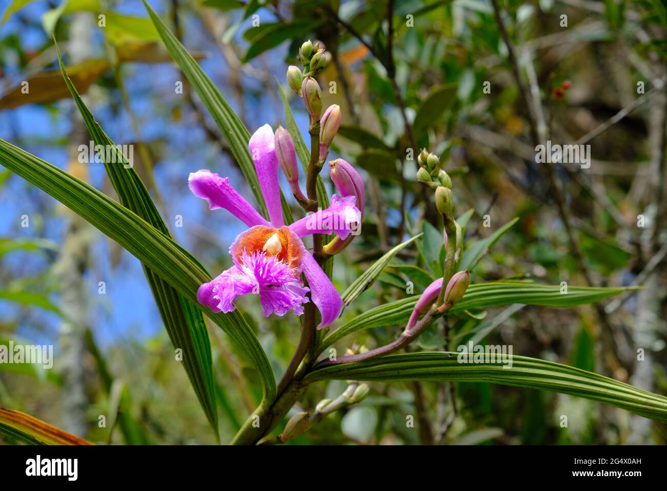 Peru Machu Picchu - Wild purple orchid flower Machu Picchu Mountain ...