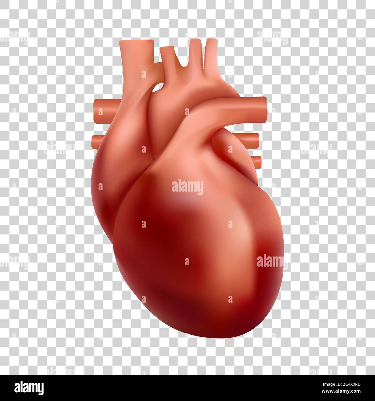 Human heart illustration. 3d realistic heart anatomy Stock Vector Image ...