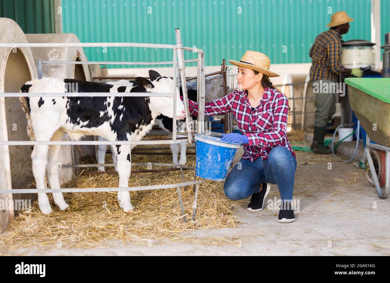 Girl feeding cow hi-res stock photography and images - Alamy
