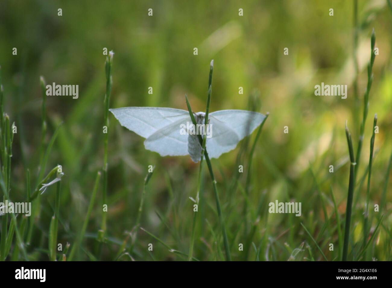 Moth in Wisconsin Stock Photo - Alamy