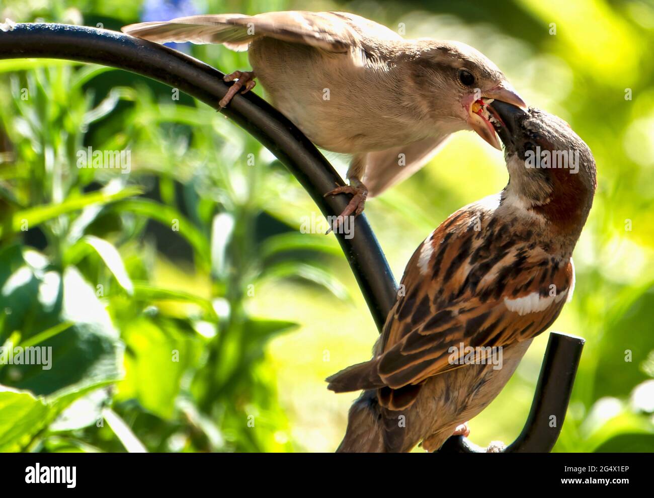 Baby sparrow hi-res stock photography and images - Alamy