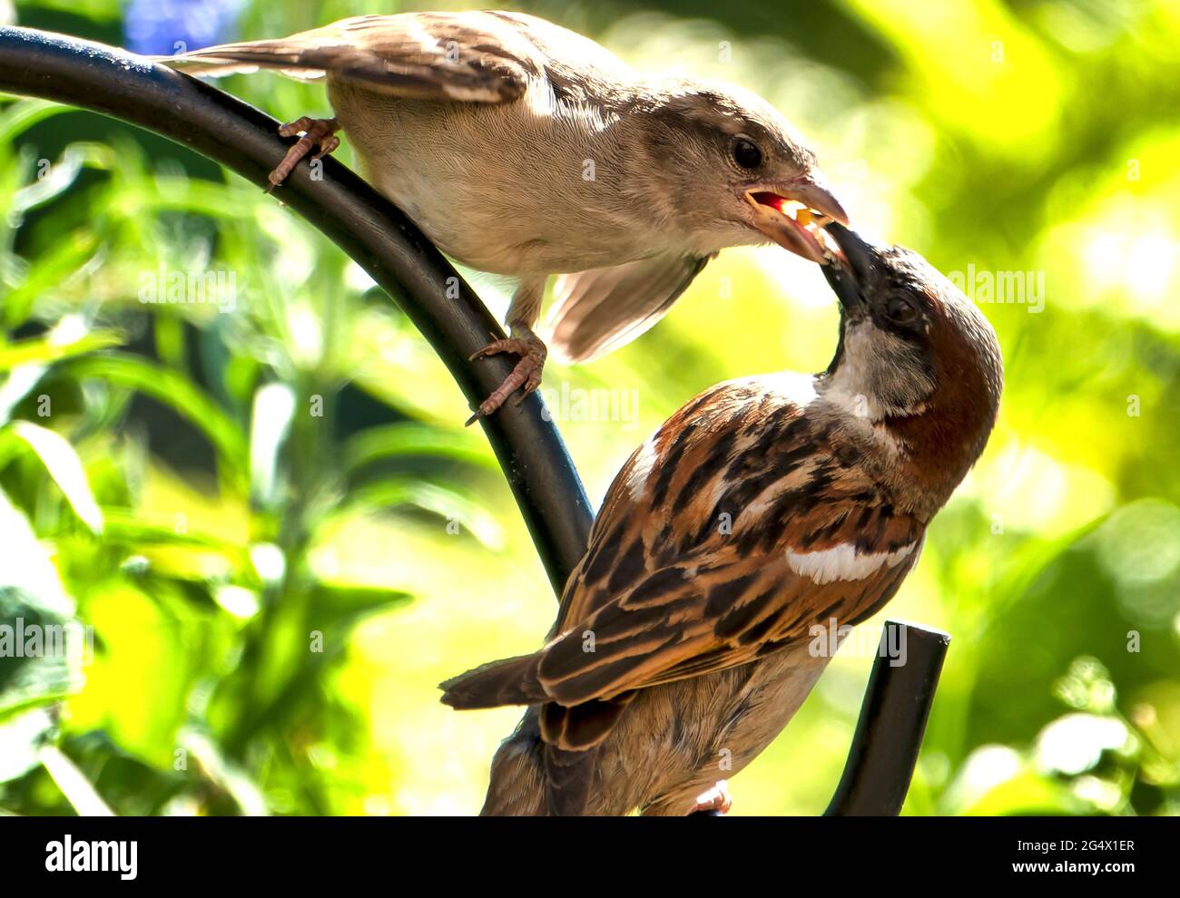 Baby sparrow hi-res stock photography and images - Alamy