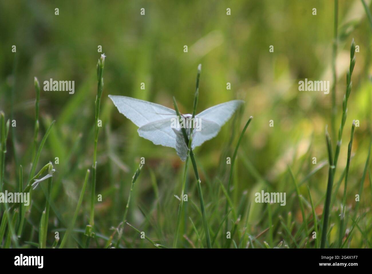 Moth in Wisconsin Stock Photo - Alamy