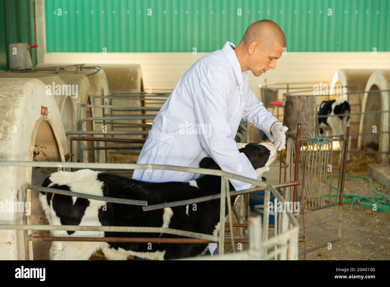 Man taking care of calves in cowshed Stock Photo - Alamy