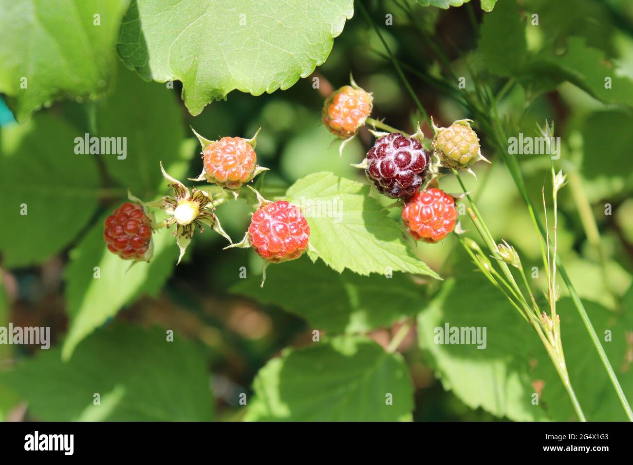 Second year cane hi-res stock photography and images - Alamy
