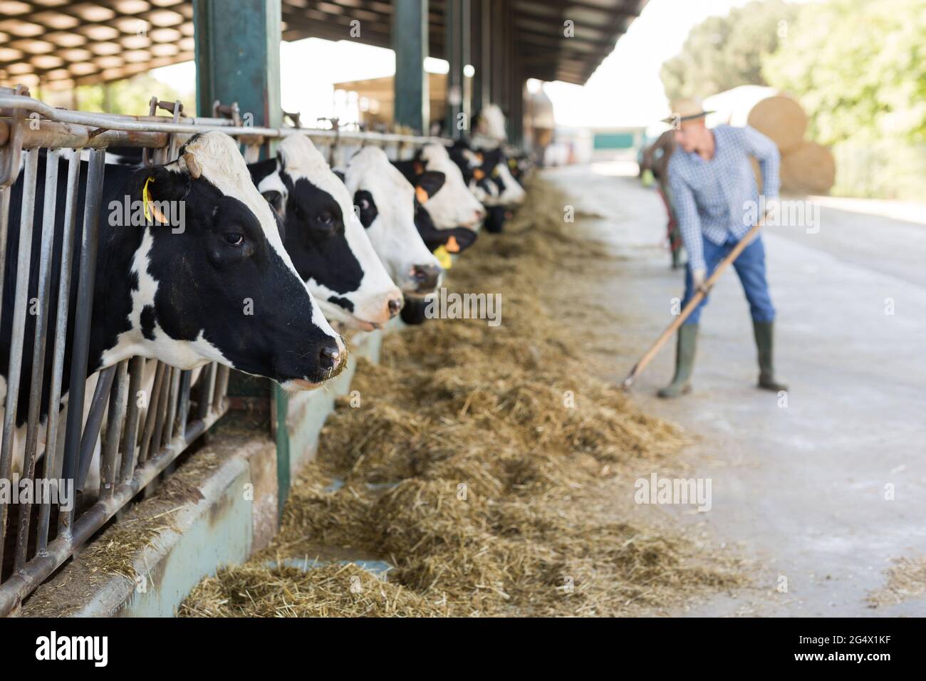 Cows waiting for feed hi-res stock photography and images - Alamy