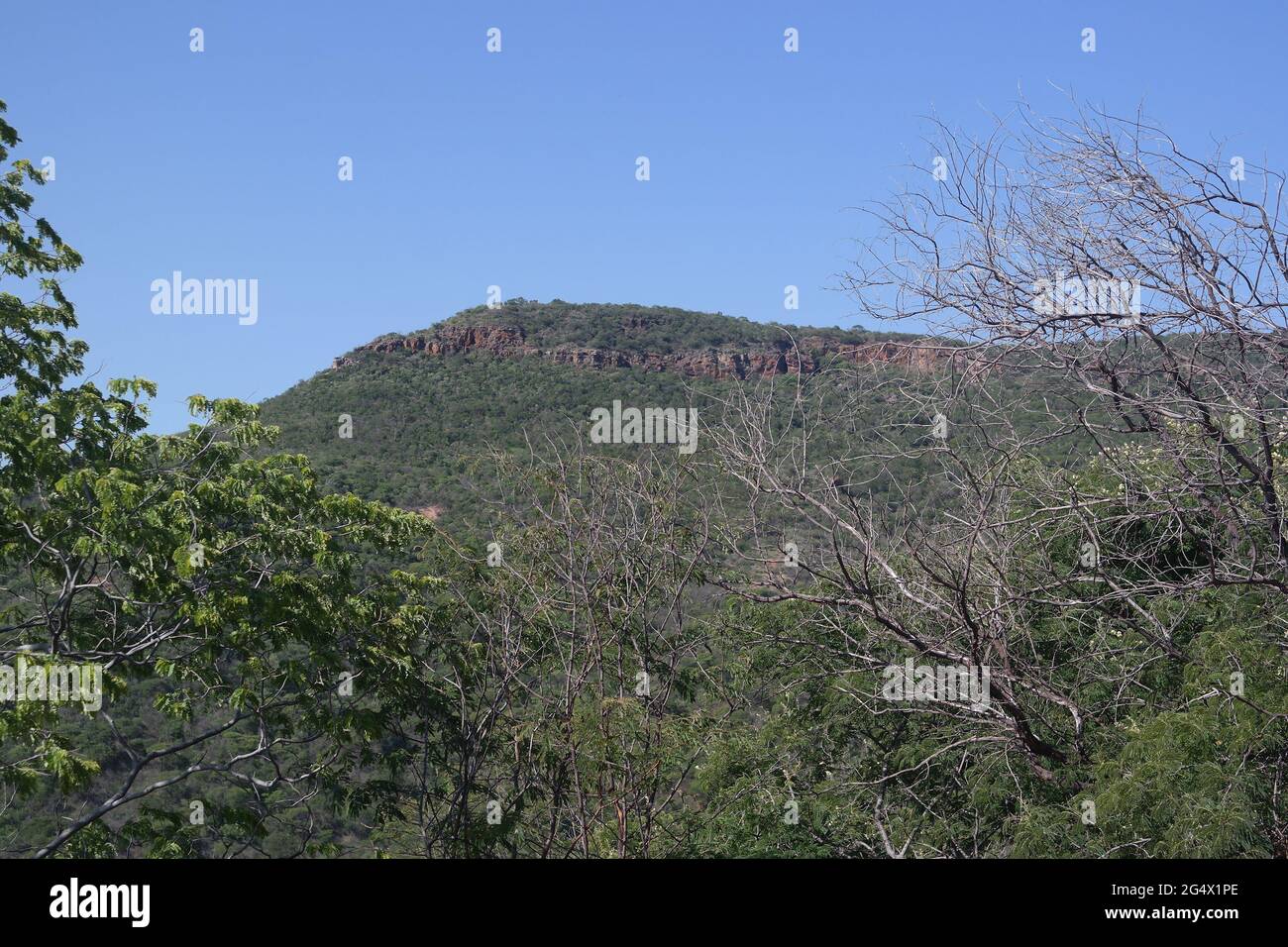 Bioma Caatinga High Resolution Stock Photography and Images - Alamy