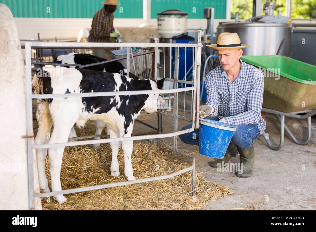 Cow breeder hi-res stock photography and images - Alamy