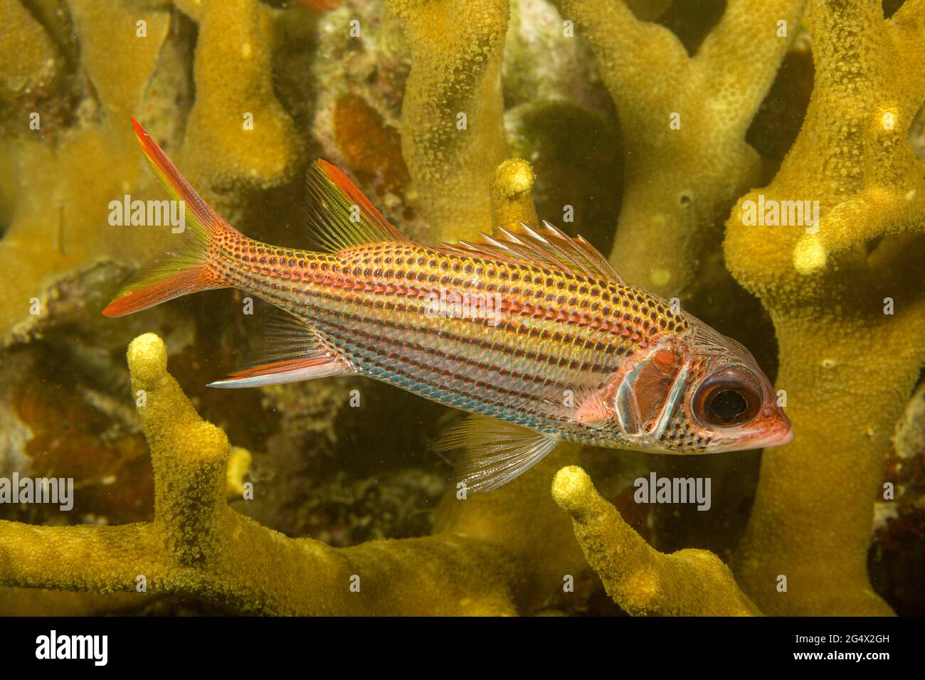 The silver coast snorkelling hi-res stock photography and images - Alamy